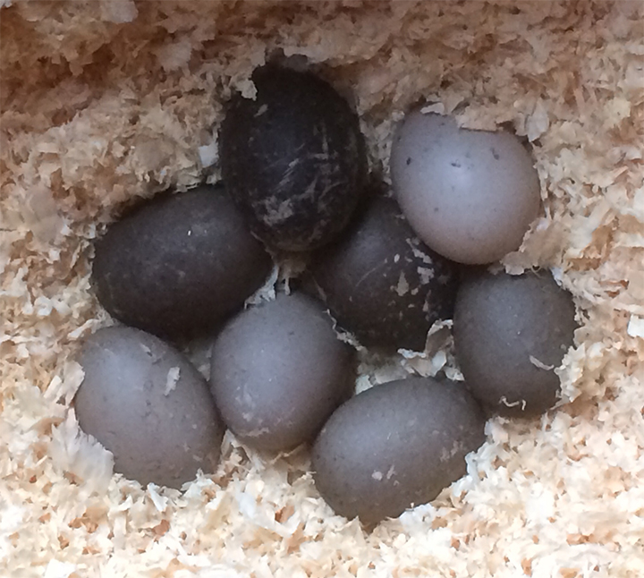 Hamparan Seni: Itik Mandarin