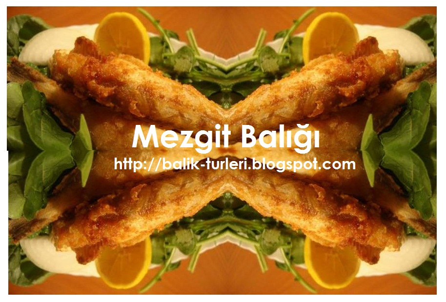 Balık Türleri, Balık Çeşitleri, Balıklar, Deniz: Mezgit balığı Hakkında ...