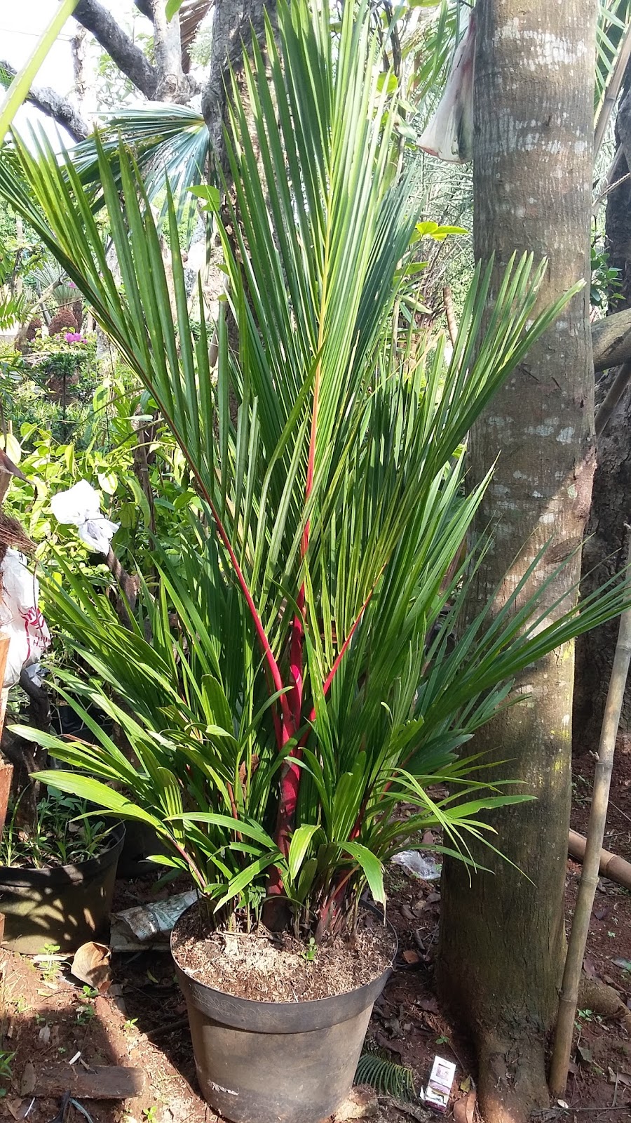Menjual berbagai jenis pohon palm ~ Flora Nada Group | Taman Bambu hias ...