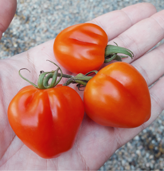 ZEN HYDROPONICS: มะเขือเทศหวาน โทเมโทเบอรี่ (Tomatoberry F1)