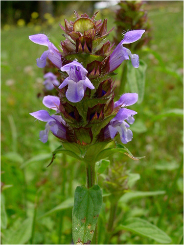 FLORS: Prunel·la vulgar (Prunella vulgaris)