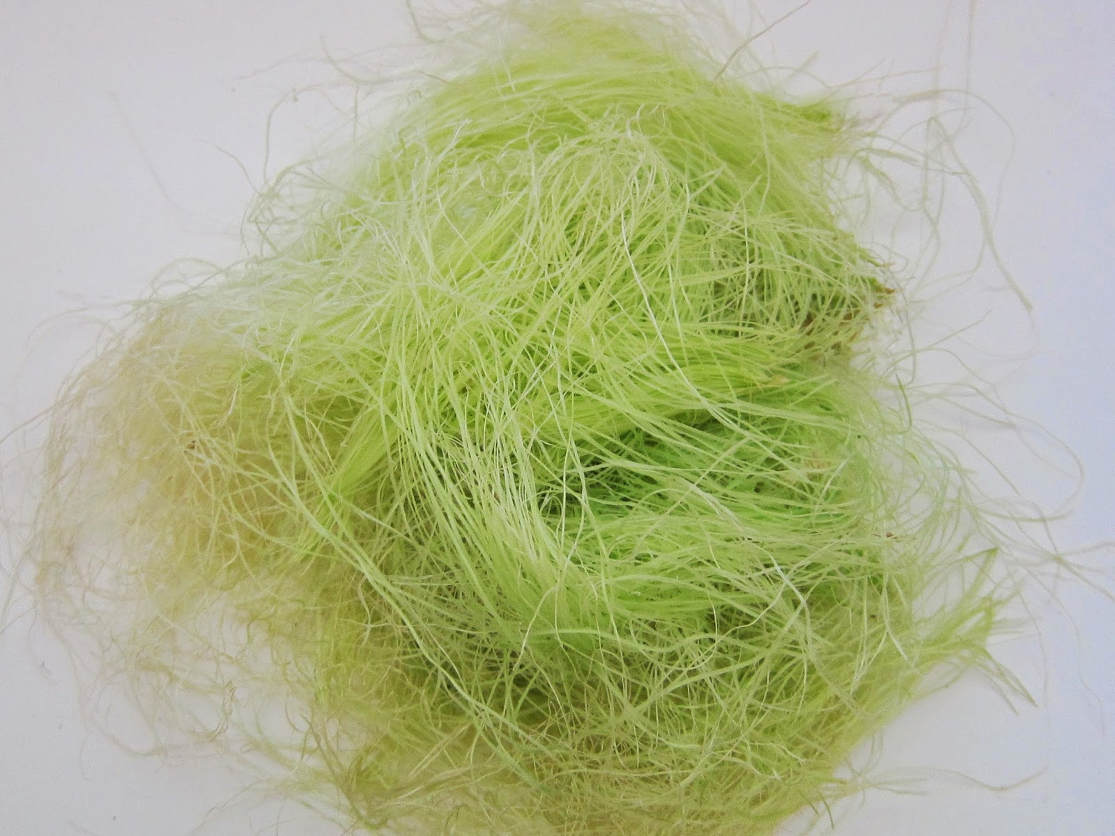 Ayurveda The Science of Life: Corn silks