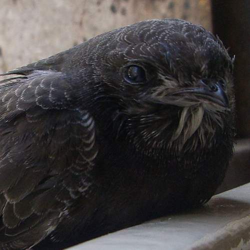 Common swift pictures | Birds of India | Bird World