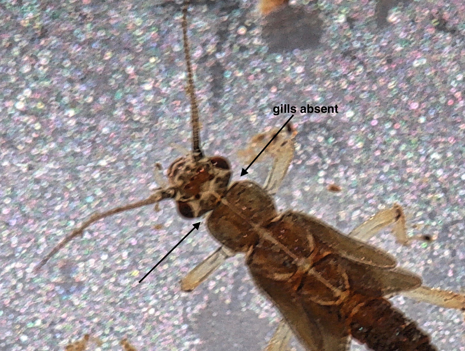 Aquatic Insects of Central Virginia: February 2017