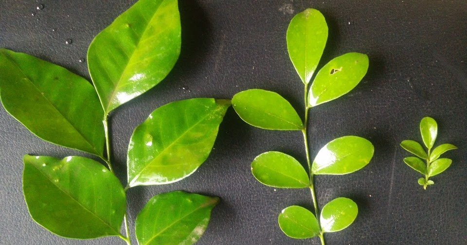 Bonsai Kemuning Lokal | Aneka Ragam Bentuk Bonsai