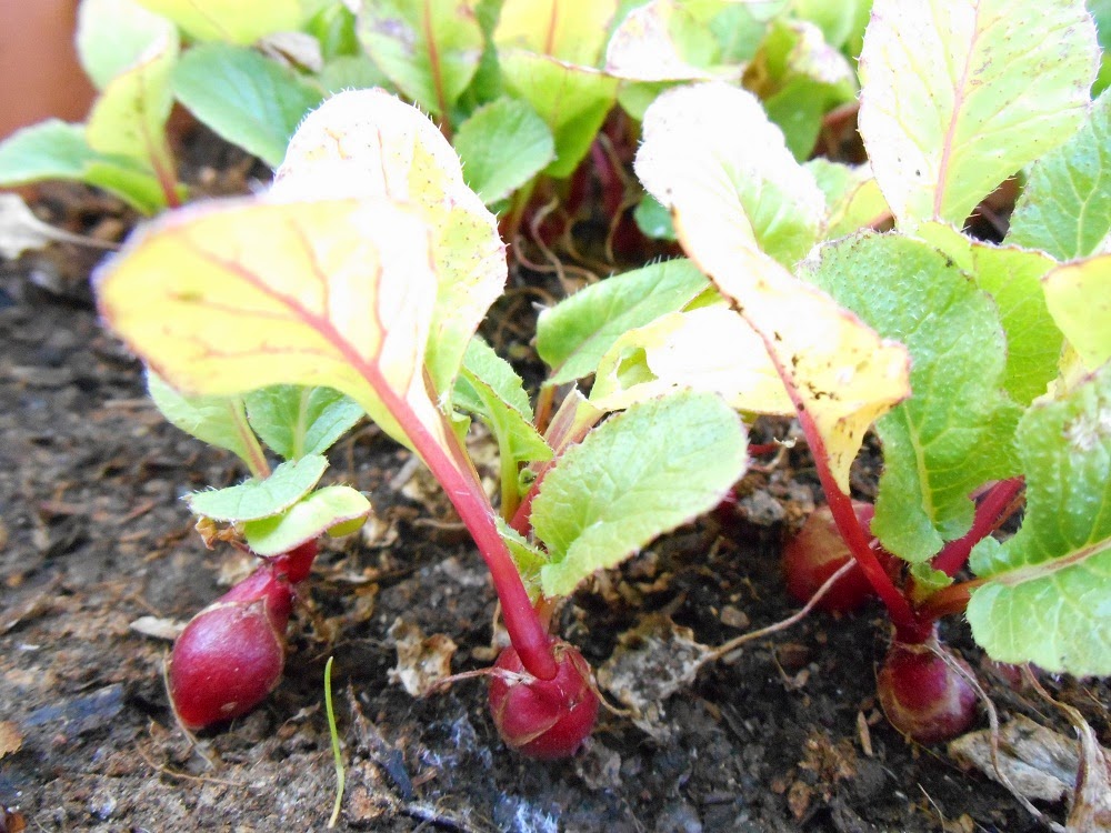 Plantas para hombres: Raphanus sativus, rábanos, rabanitos