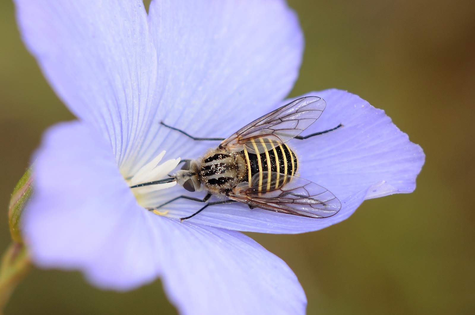 WildWatching Spain: La primavera en macro 1ª parte. Insectos