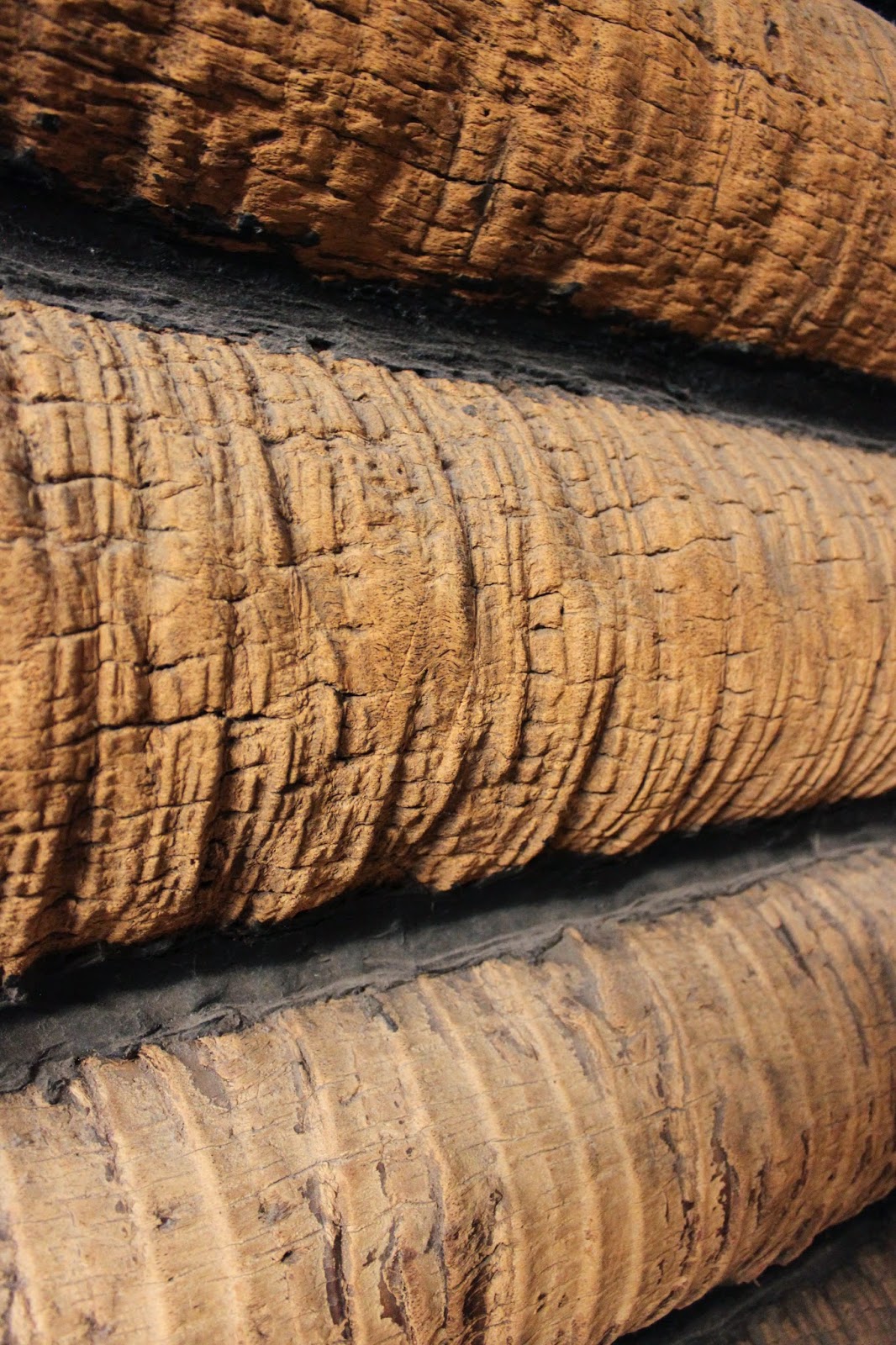 Life's a Trip: Myakka Palm Cabin