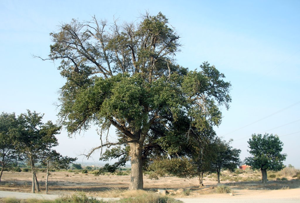 ARTE Y JARDINERÍA : OLMO COMÚN. Ulmus minor. Especie autóctona europea ...