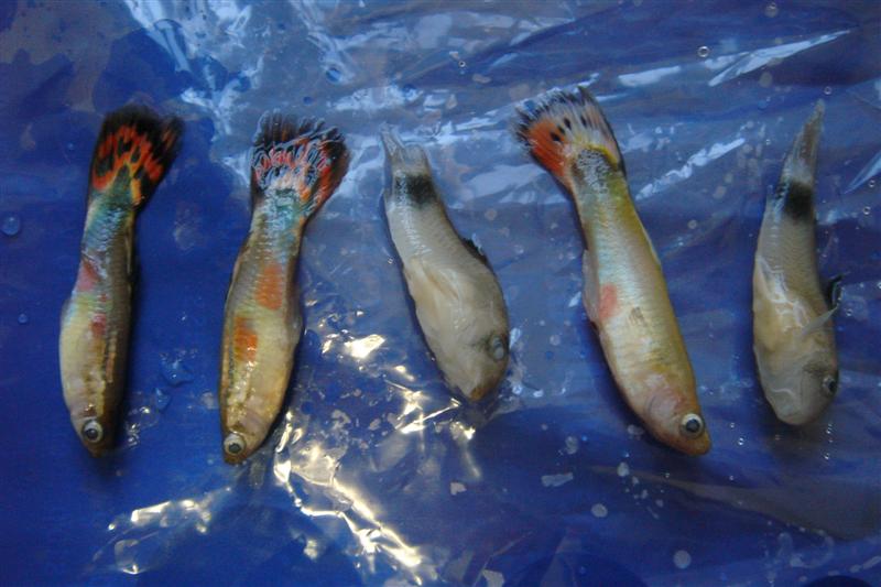 .: AMMONIA POISONING AND NITRITE POISONING?