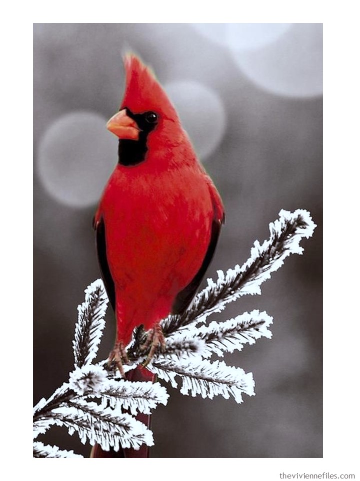 Start with Nature: A Cardinal, in Cool Colors | The Vivienne Files ...