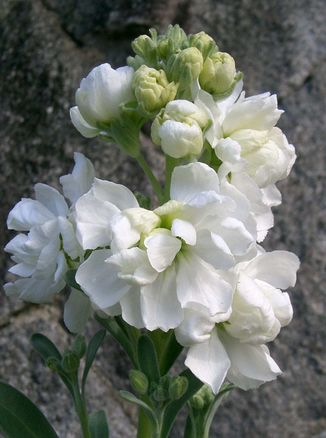FLORES QUE ENCANTAM O MUNDO: FLORES E SUAS DEFINIÇÕES Gardenia, Gavinha ...