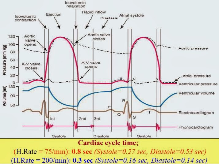 Tutor's Notes: general, cardiovascular, respiratory and renal ...