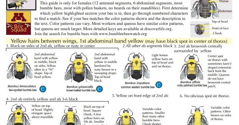 Bumble Bee ID Links - Pictorial Key to the Bumblebees of Minnesota