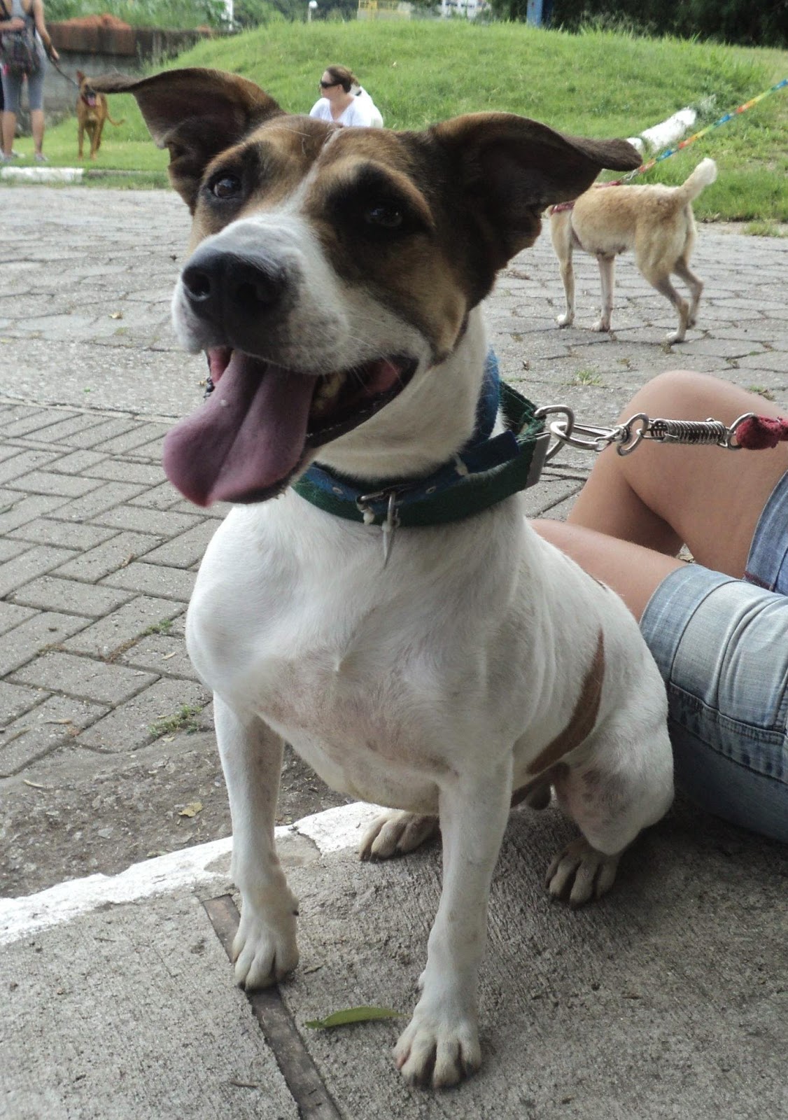 Animais para Adoção - SP: Banzé - Grande companheiro precisa de um lar!