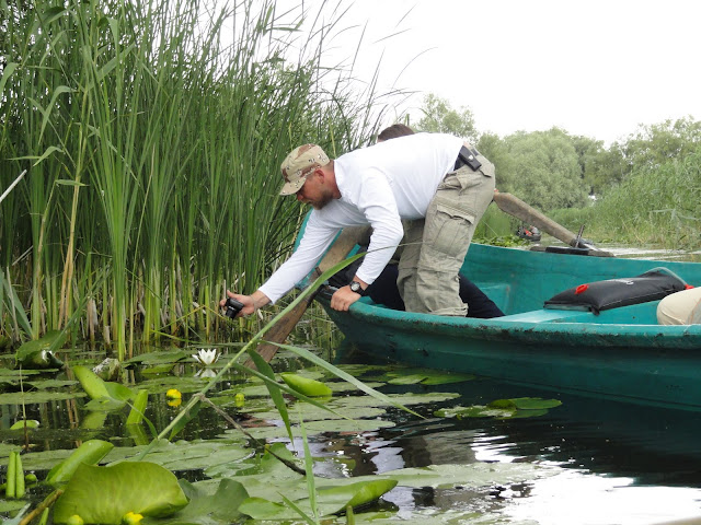 Frumusetile naturii: Nufar alb (Nymphaea alba L)