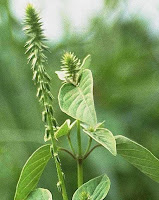 Viswa Bharati Vedic Astrology : Plants used as Patri for Vinaayaka ...