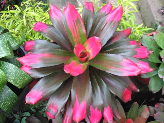 Pohon Bromelia putih | Bromelia merah - Tukang Taman Bogor