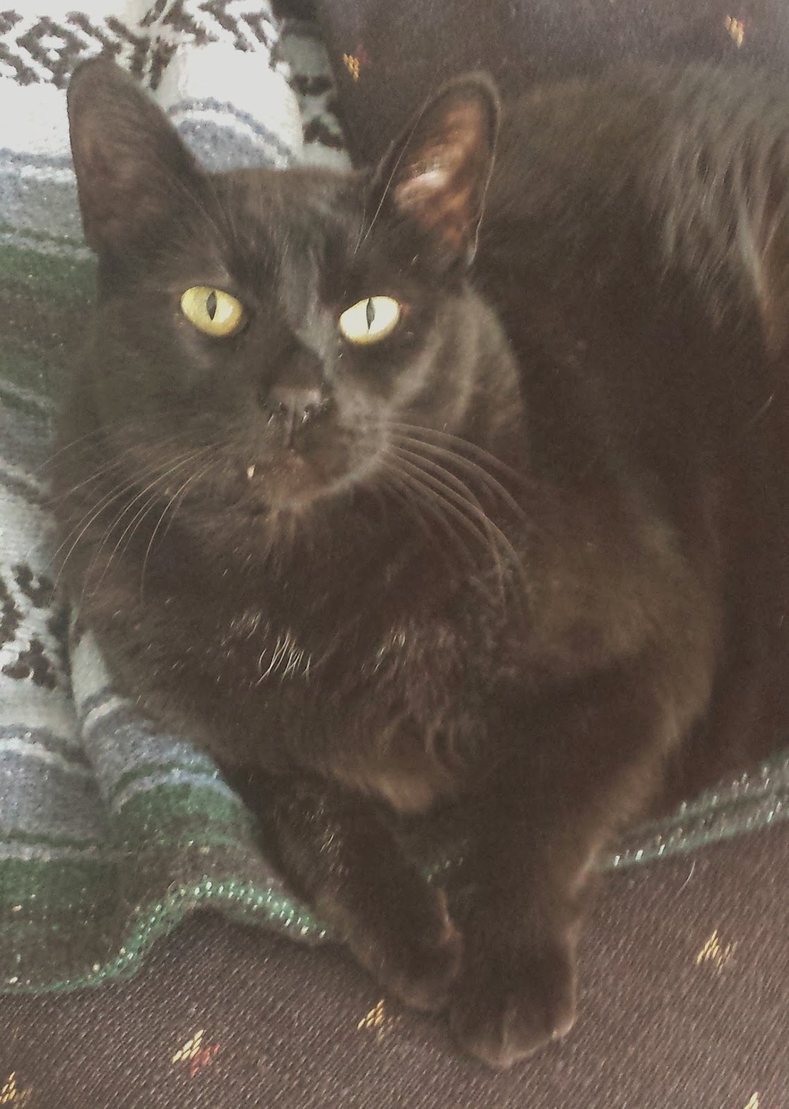 Inky Whisker's Musings: Pink Holo Comparison w/Choco Cat Stamping!