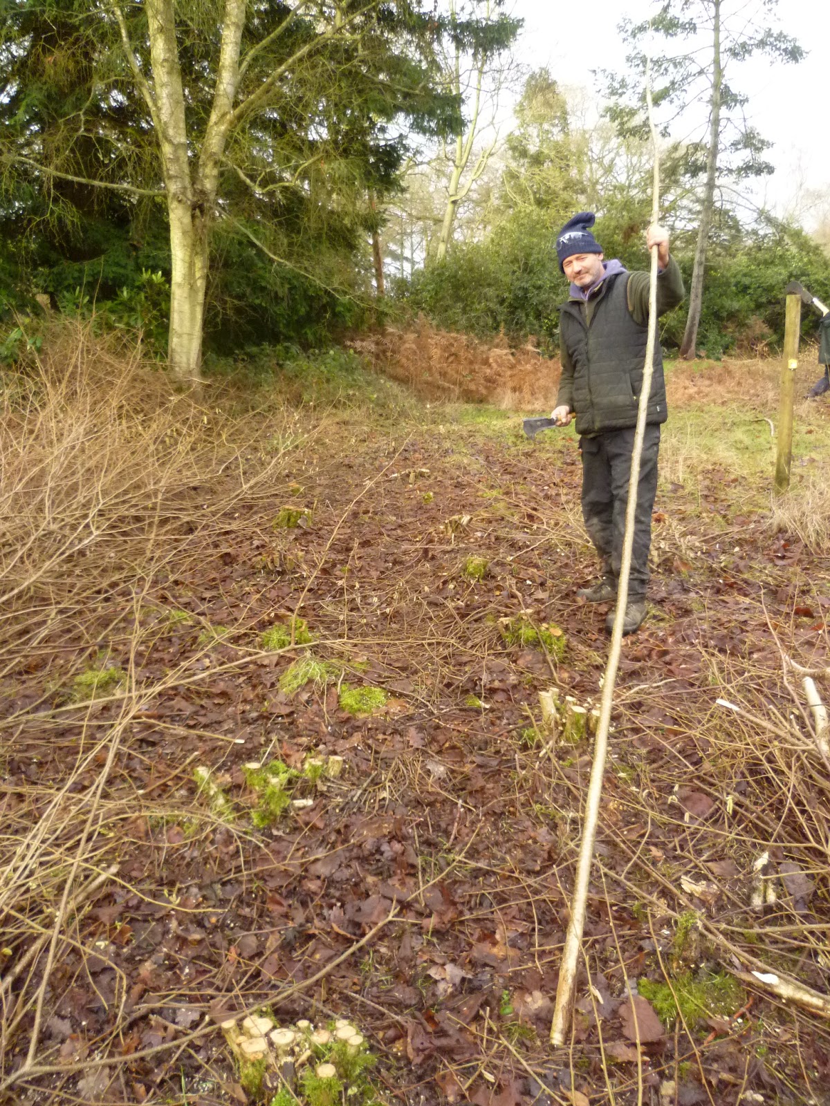 Worcester College Gardeners 2009-2018: Coppicing Hazel And Silver Birch