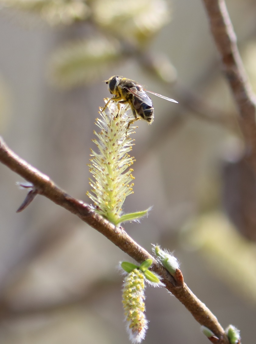 Sycamore Greenway Friends: The Unsung Heroes of the Early Pollinators