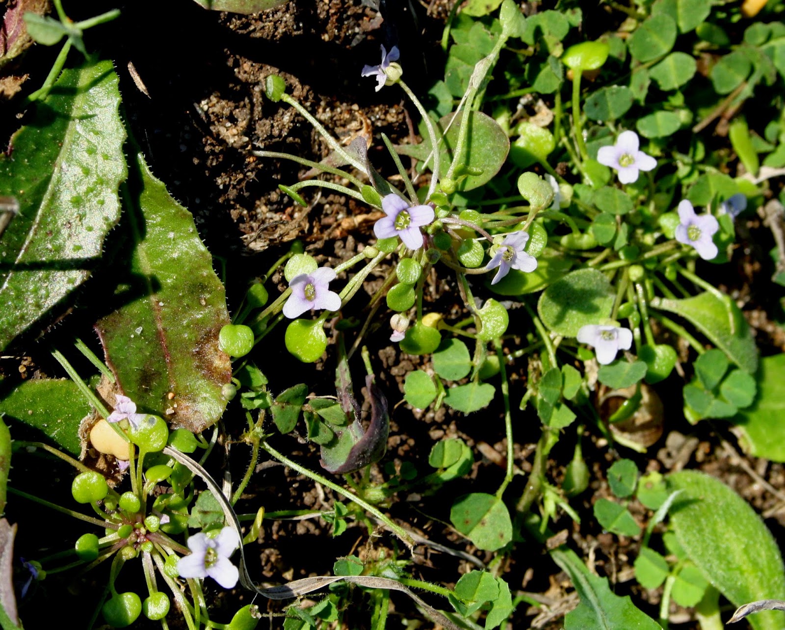 Plantas: Beleza e Diversidade: Cocleária-menor (Jonopsidium acaule)