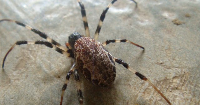 PHILIPPINE SPIDERS: Big House Spider