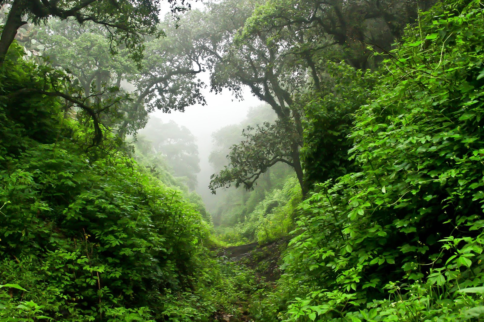 II.- Caracteristicas de la Sierra: INICIO