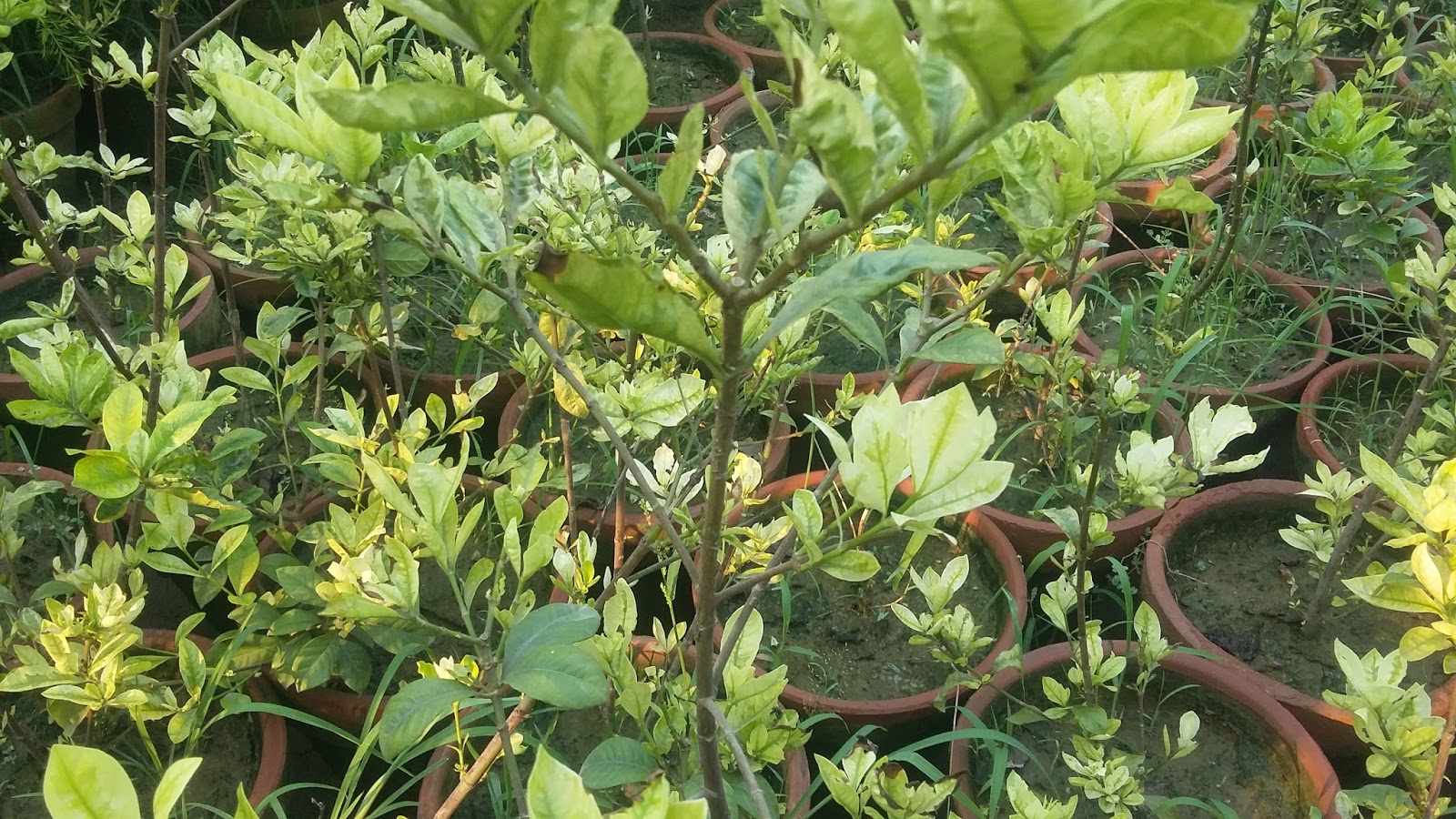 GreenWorld Nursery Farm Pattoki : GARDINIA