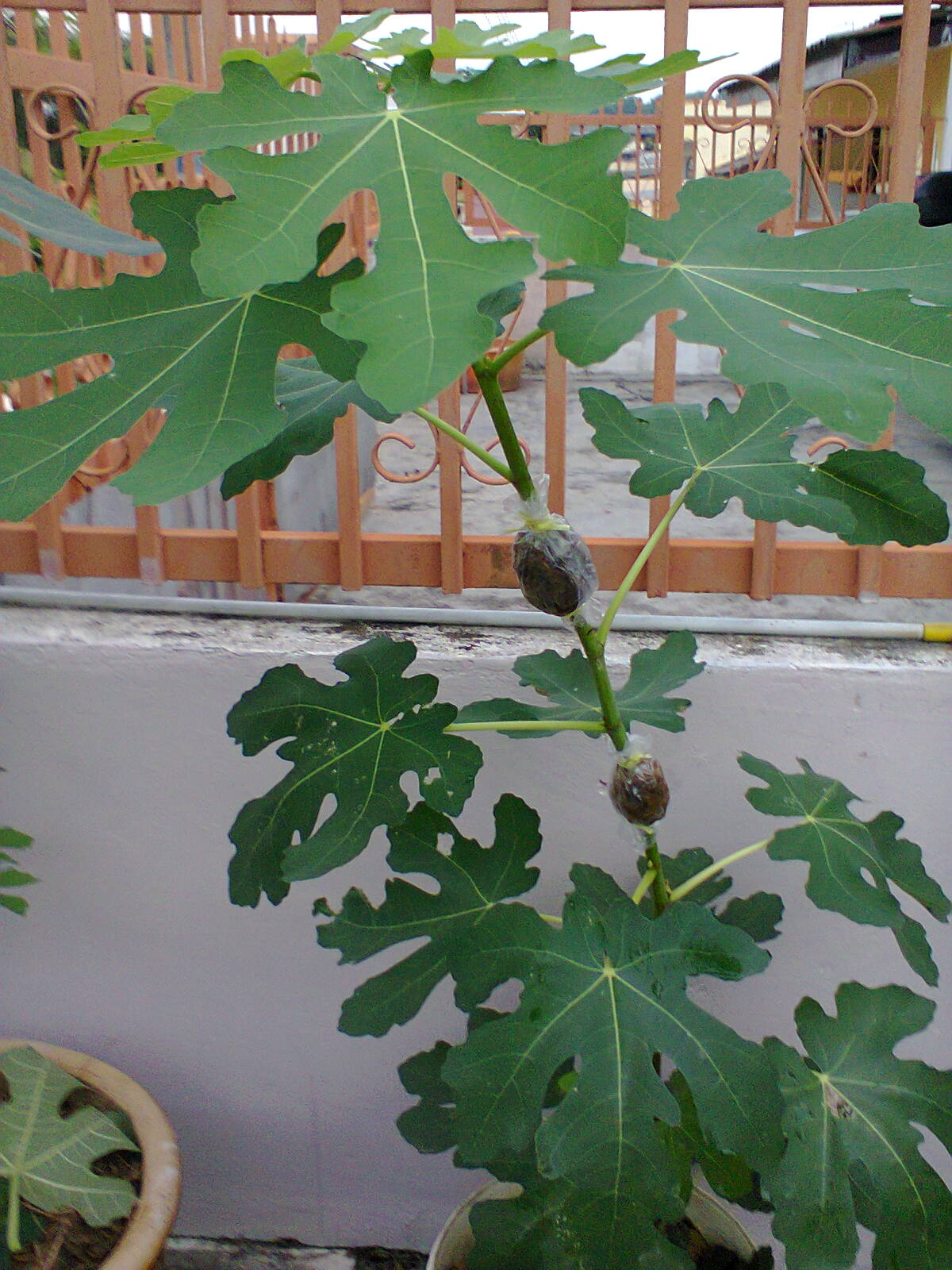 TaMAn TEmPErATe: Cara Air Layering Pokok Fig ( TUT pokok tin)