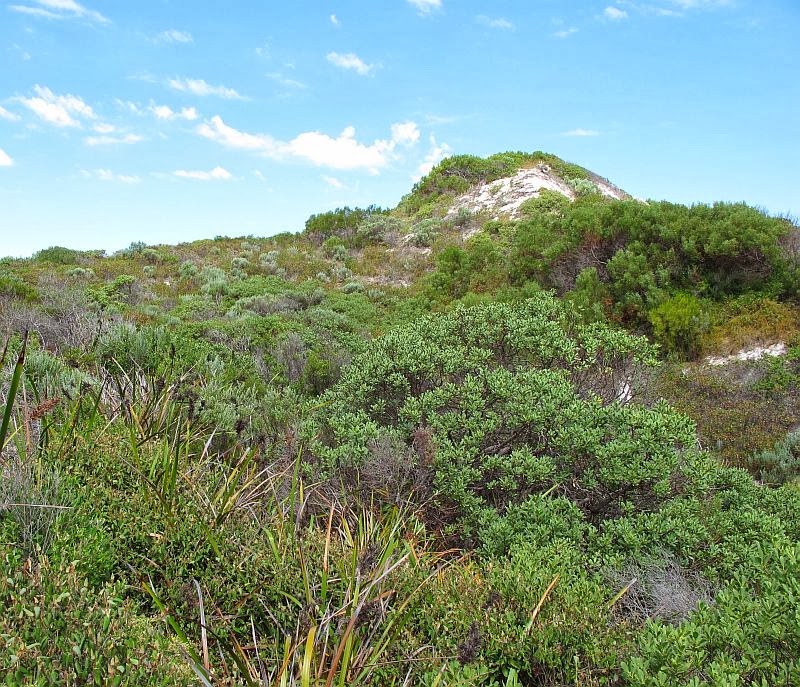 Esperance Wildflowers: Myoporum insulare - Boobialla