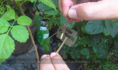 Practical Gardening: Cleft Grafting, Top-Wedge Graft or V-Graft - Part 3