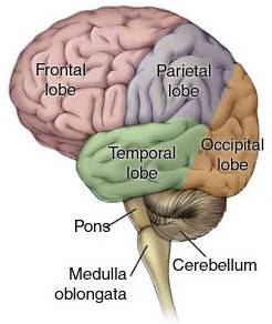 Lobus Parietalis (Parietal Lobe)