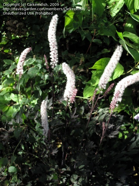 Bugbane