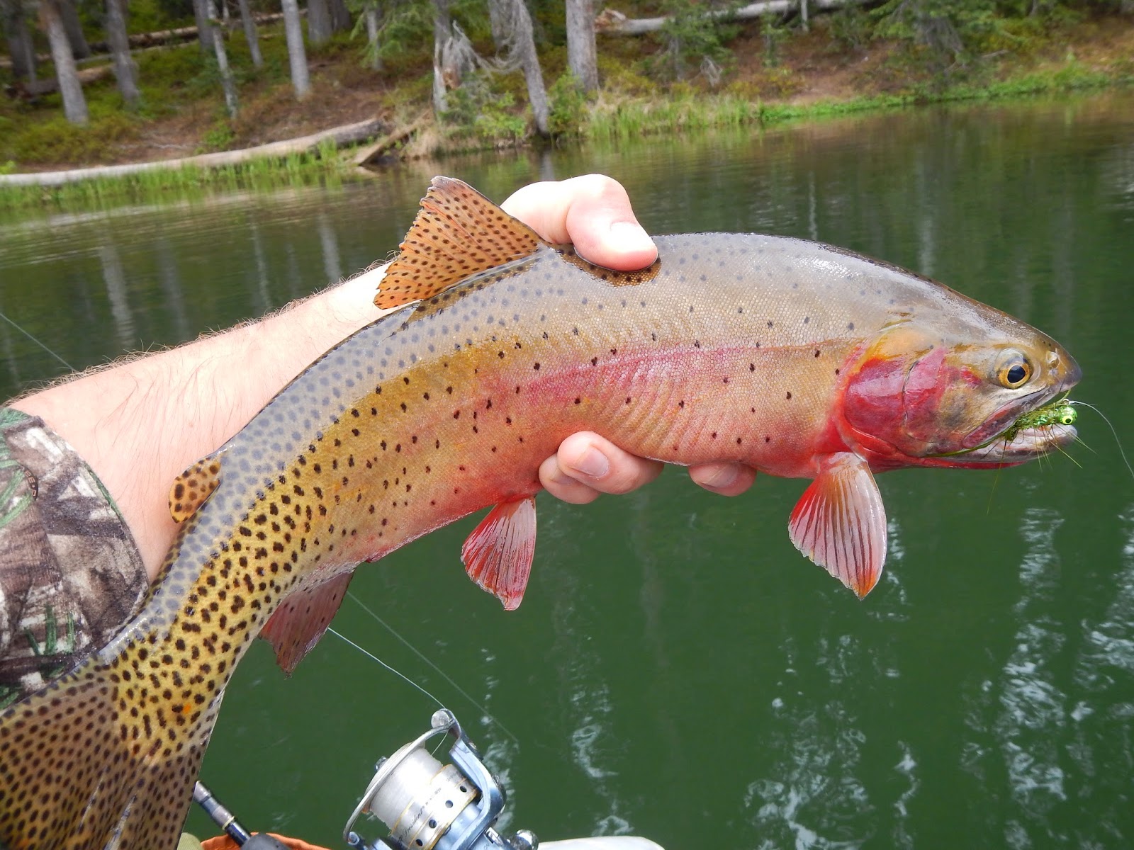 Troutings: This is the Grand Mesa