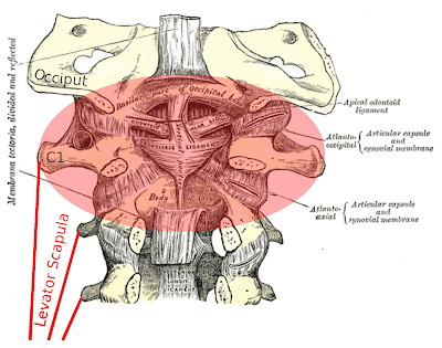 Anatomy of the Sinew Channels: SI 3 (Houxi), Du Mai, and the Small ...