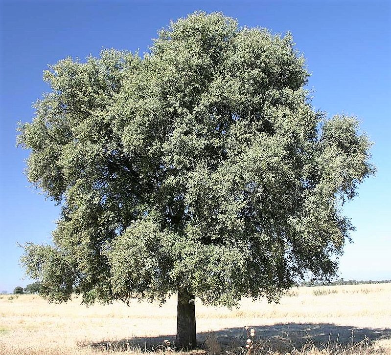 HOW TO GROW THE HOLM OAK - Quercus ilex |The Garden of Eaden