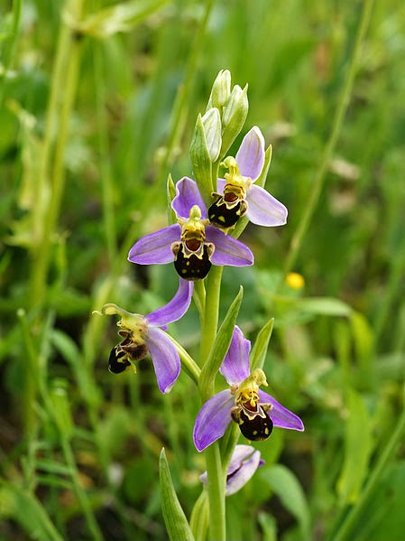 Variety of Life: Ophrys