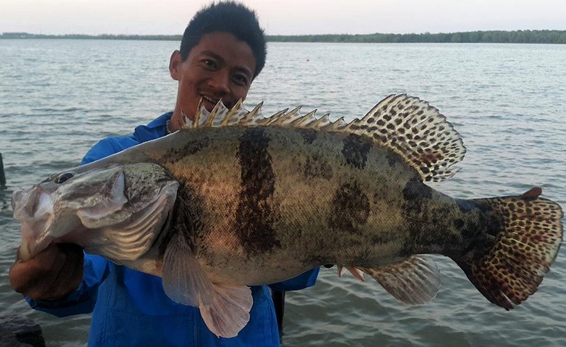 Big Fishes of the World: PERCH CHINESE (Siniperca chuatsi)