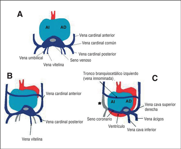 EMBRIOLOGATE: SISTEMA CARDIOVASCULAR