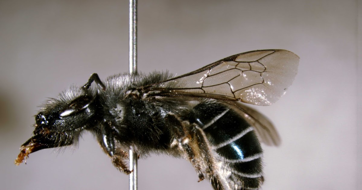 Abejas de Argentina: Colletidae