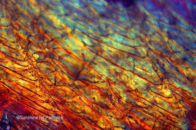 Sunshine for Pangaea: Orange juice under the microscope