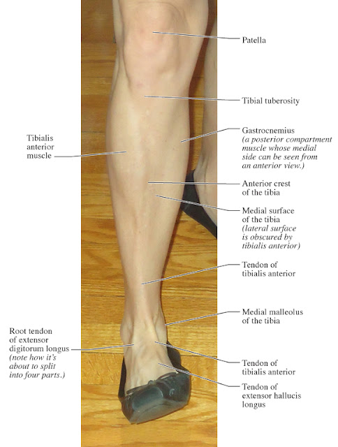 Human Anatomy for the Artist: Anterior Leg, Part 2: It's Lonely at the Top