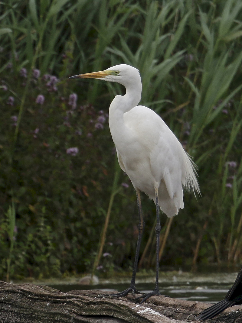 CAMBRIDGESHIRE BIRD CLUB GALLERY: Great White Egret