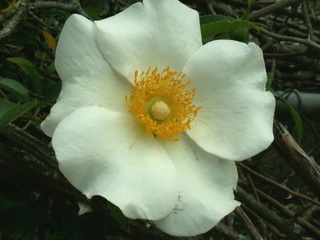 Peggy's Ponderings~: The Legend Of The Cherokee Rose