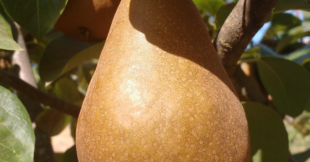 Home Living: Bosc Pears