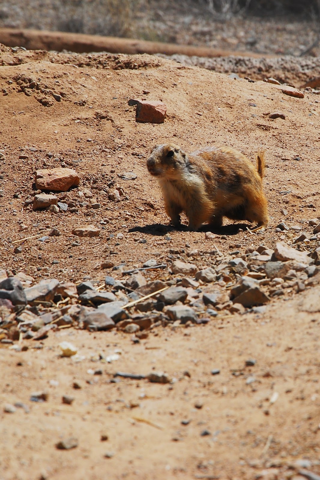 Postcards from the RV: Sonora Desert Museum...with prairie dogs!