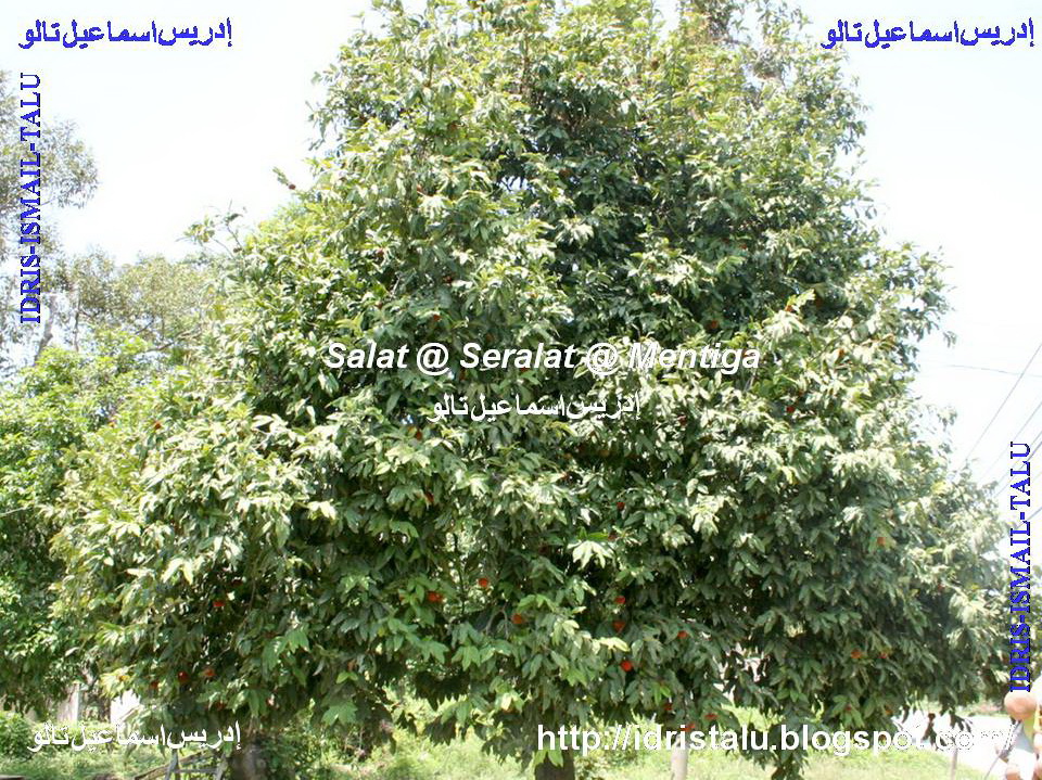 pokok buah mentega - Sonia Parr