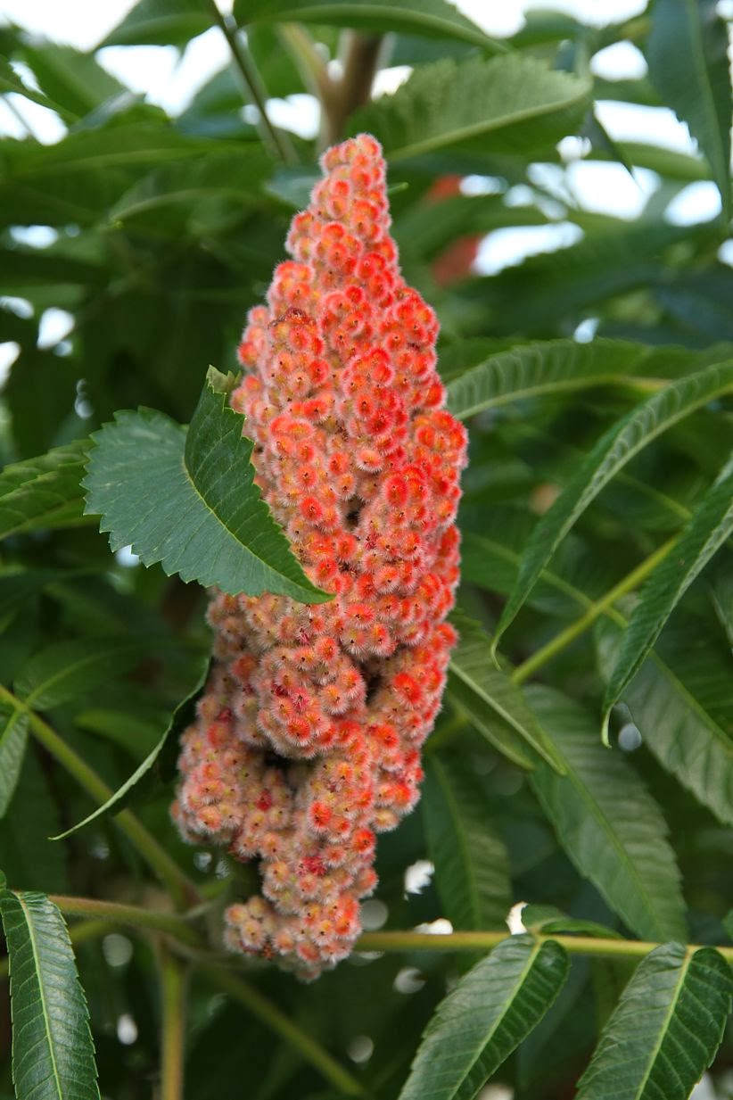 Trees, Plants, Flowers