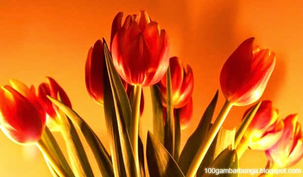 Terbaru 33+ Manfaat Bunga Tulip Bagi Lingkungan